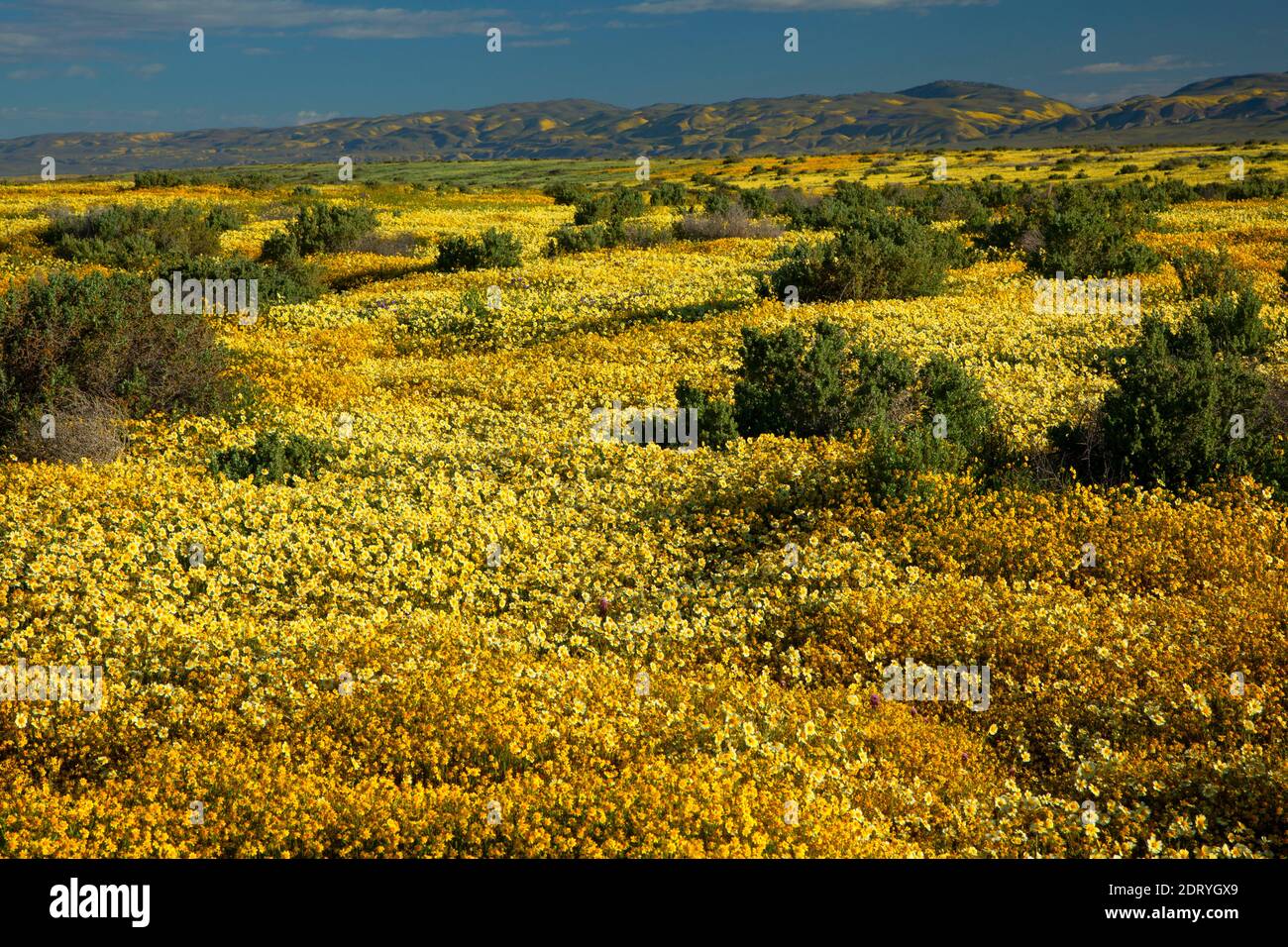Coastal Goldfields High Resolution Stock Photography and Images - Alamy