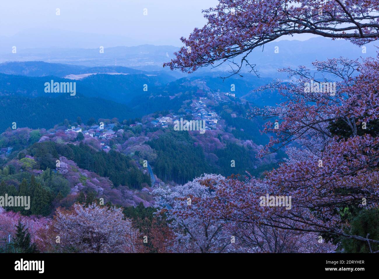 Pink cherry blossom trees on mountain hi-res stock photography and ...