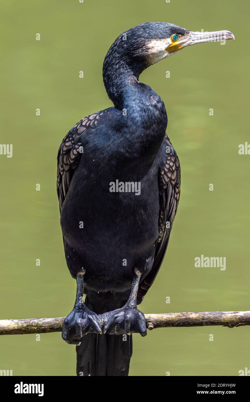The great cormorant, Phalacrocorax carbo known as the great black ...