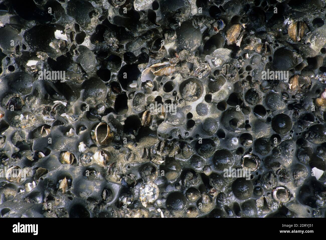 Coast shore beach tidepool hi-res stock photography and images - Alamy