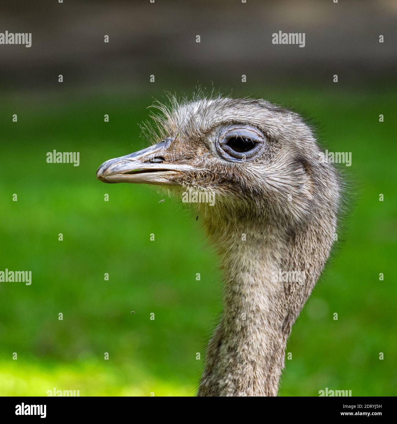 Darwin's rhea, Rhea pennata also known as the lesser rhea. It is a ...