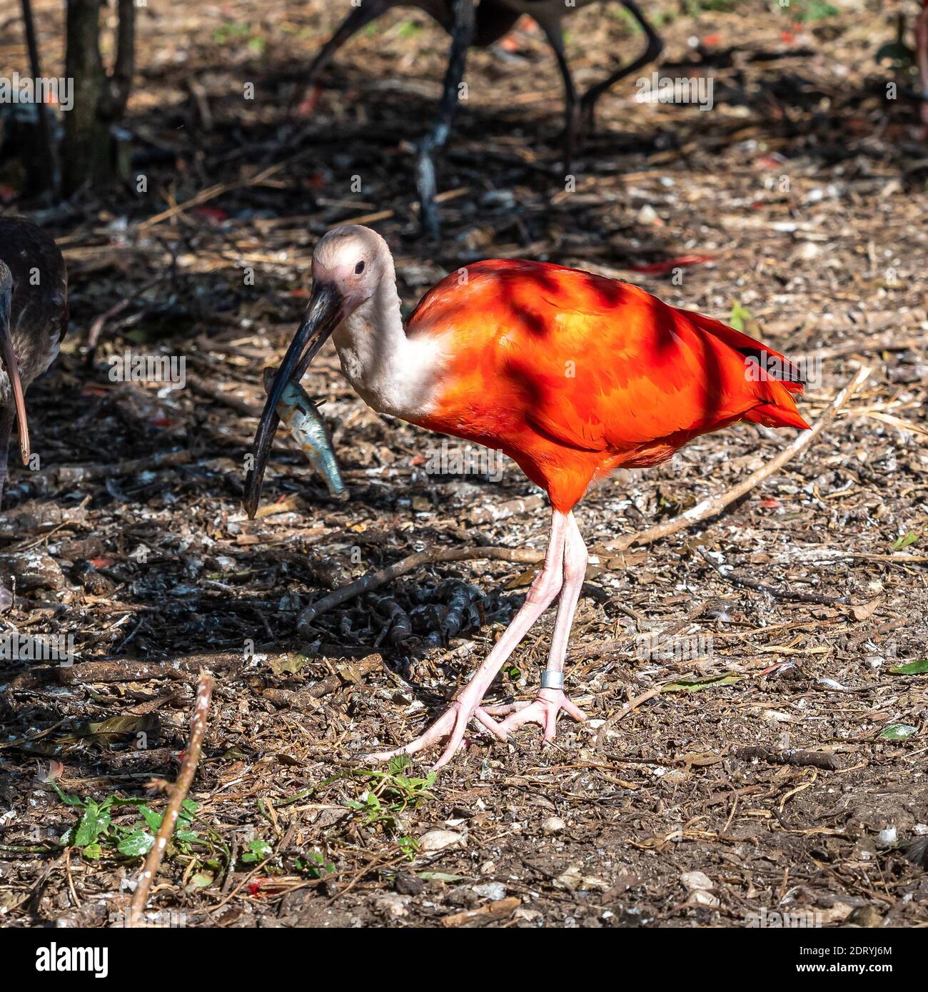 The Scarlet ibis, Eudocimus ruber is a species of ibis in the bird ...