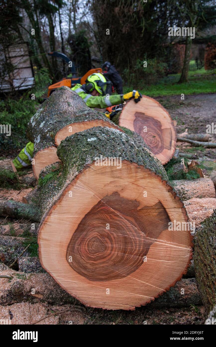 Hampshire, England, UK. 2020. Pattern on cut section of an Ash tree ...