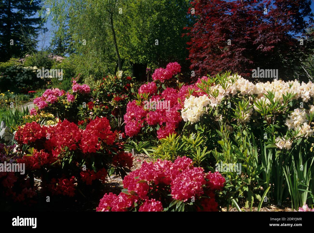 Azalea park hi-res stock photography and images - Alamy