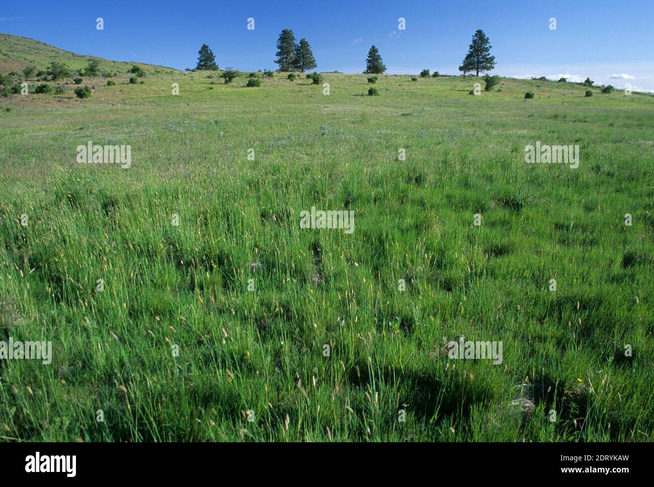 Grassland, Ladd Marsh Wildlife Area, Oregon Stock Photo - Alamy
