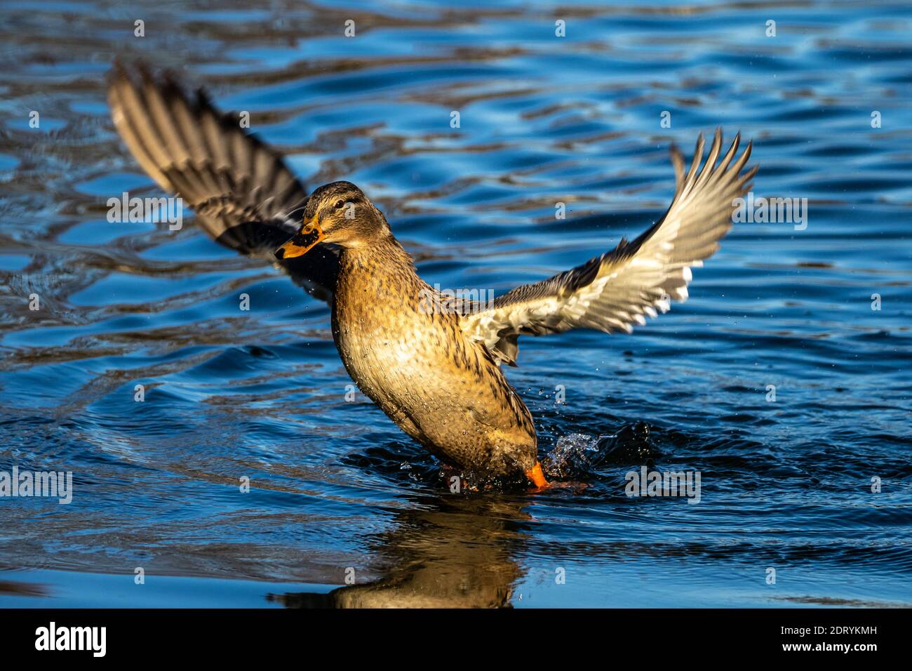The mallard, Anas platyrhynchos is a dabbling duck. Here swimming in a ...