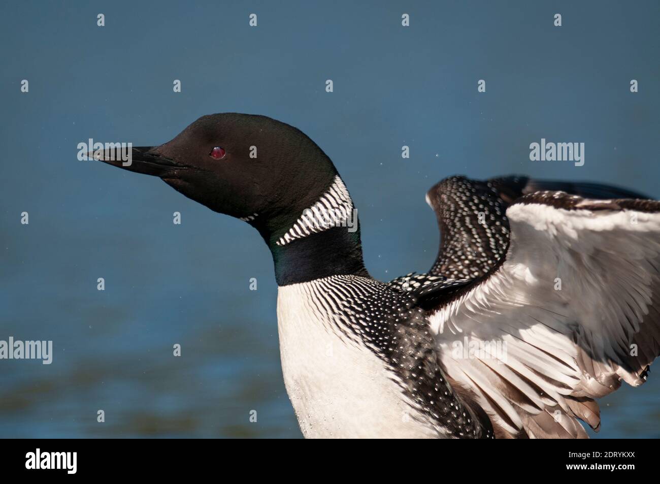 Common Loon stretching its wings at the surface of a lake Stock Photo ...