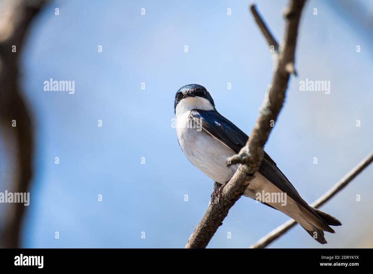 Perched Tree swallow on the lookout for food Stock Photo - Alamy