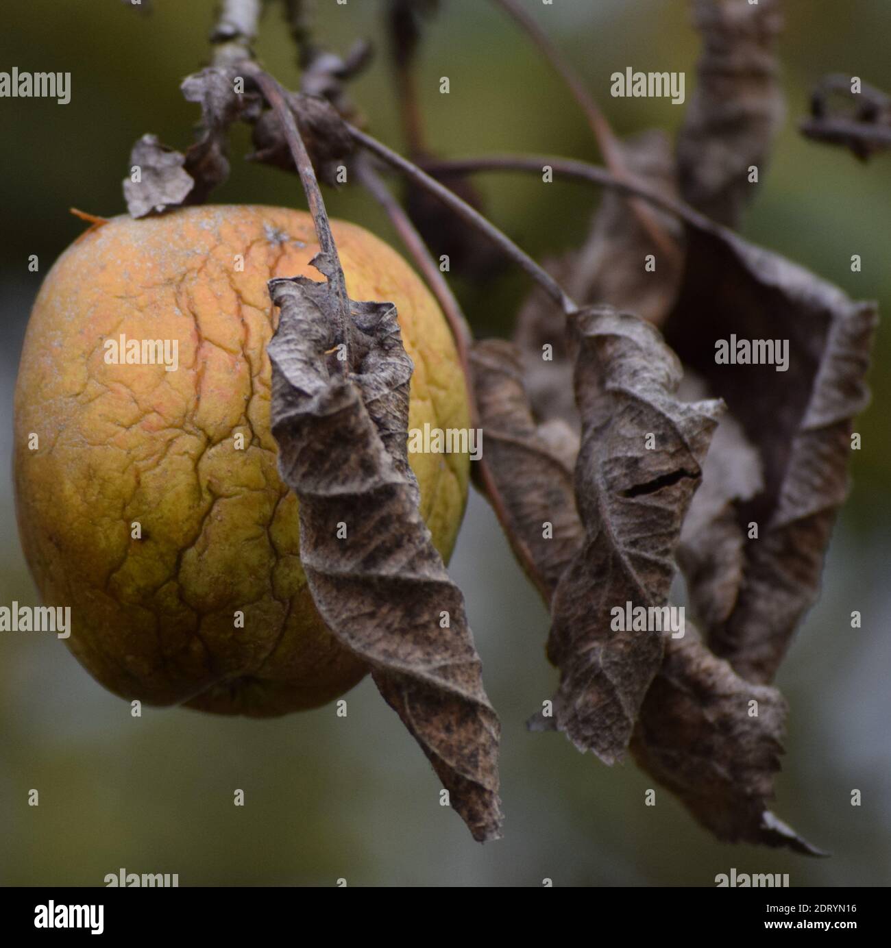 Wrinkled fruits hi-res stock photography and images - Alamy