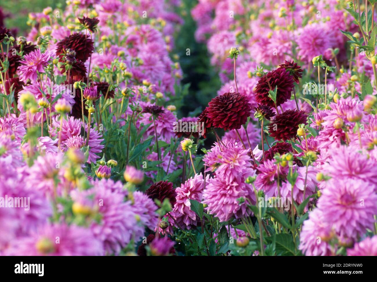 Dahlia field, Swan Island Dahlias, Canby, Oregon Stock Photo - Alamy