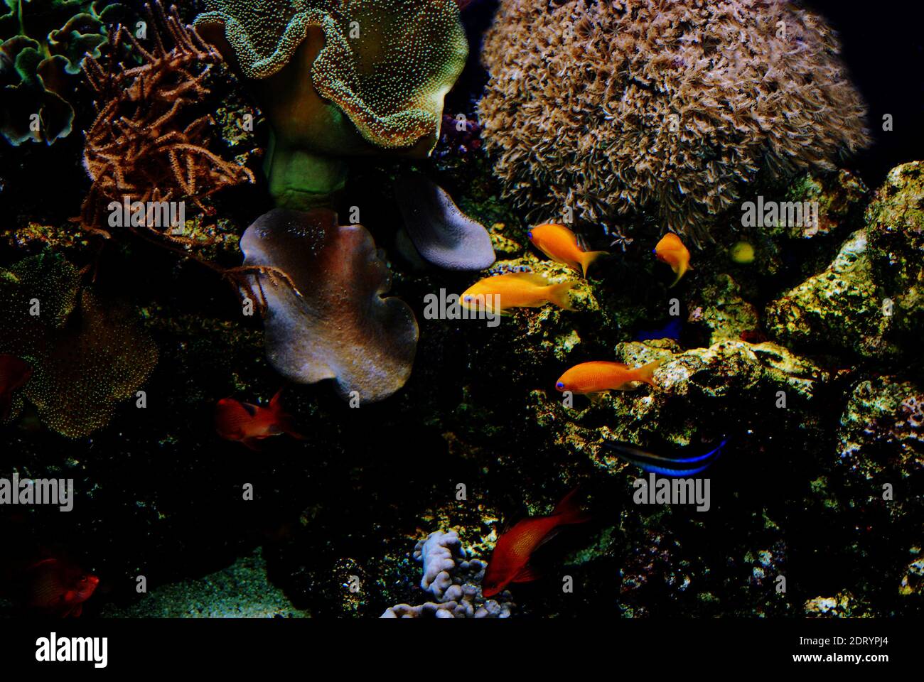 Underwater scene of multi coloured tropical fish including goldfish ...