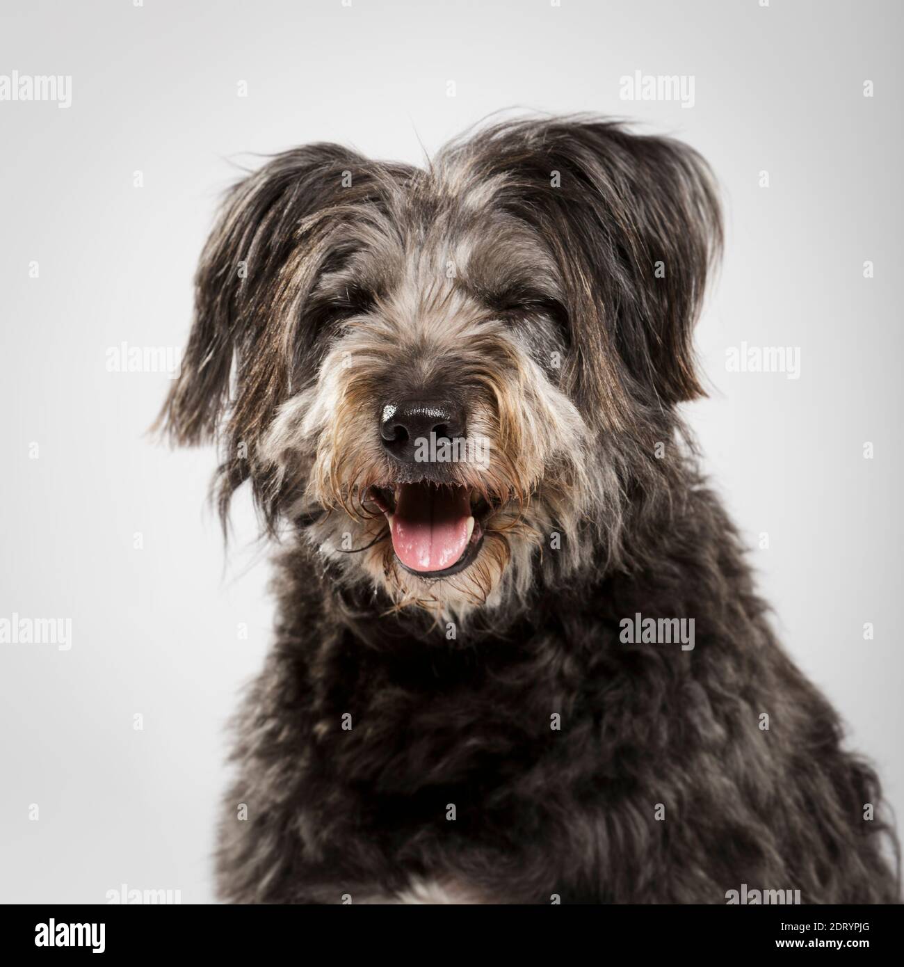 Studio portrait of an expressive catalan shepherd dog called Gos d ...
