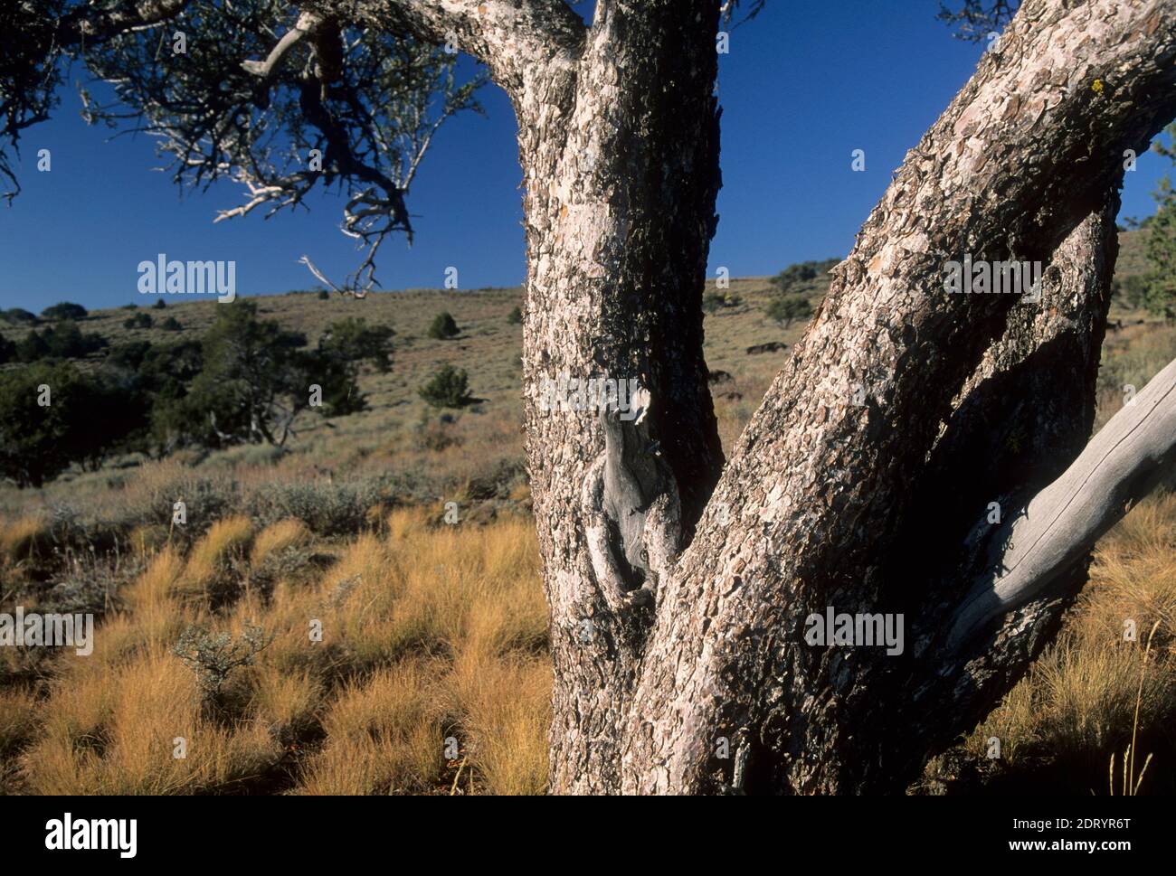 Mountain mahogany hi-res stock photography and images - Alamy