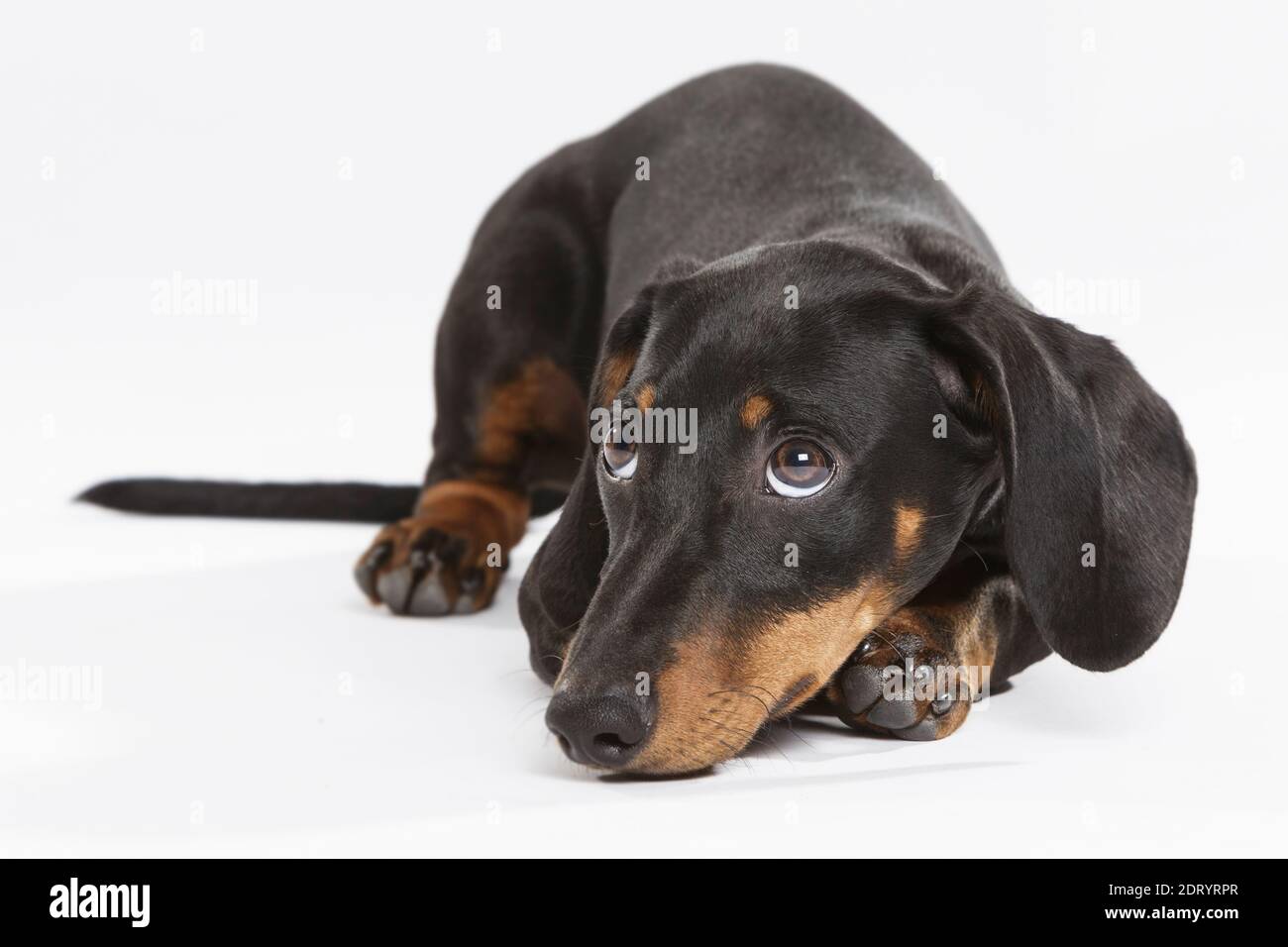 Studio portrait of an expressive Teckel dog against white background ...
