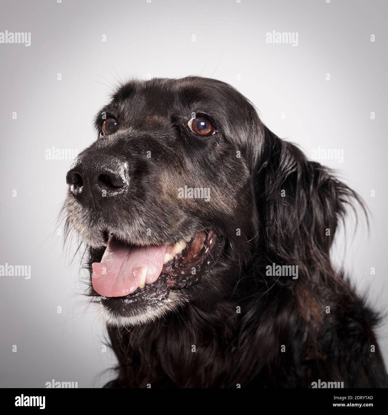 Studio portrait of an expressive black english setter dog against white ...