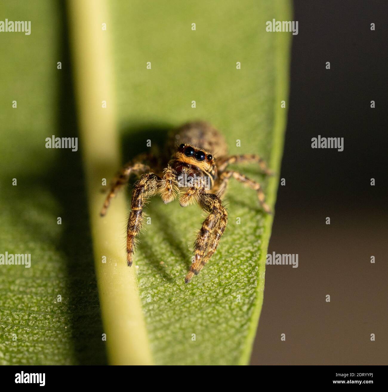 jumping wolf spider close up view looking into the camera , taking ...