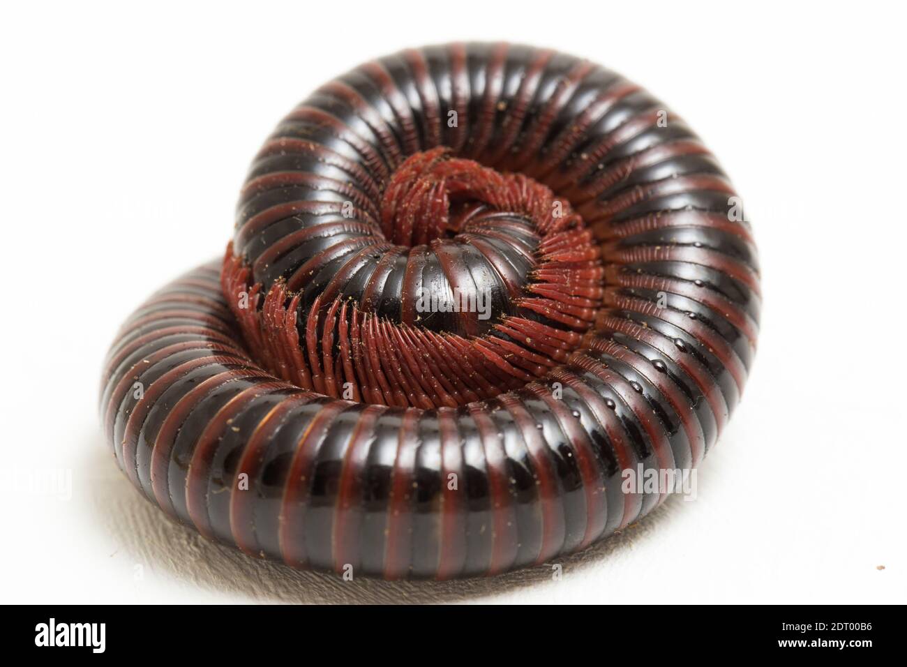 Millipede Millipedes High Resolution Stock Photography and Images - Alamy