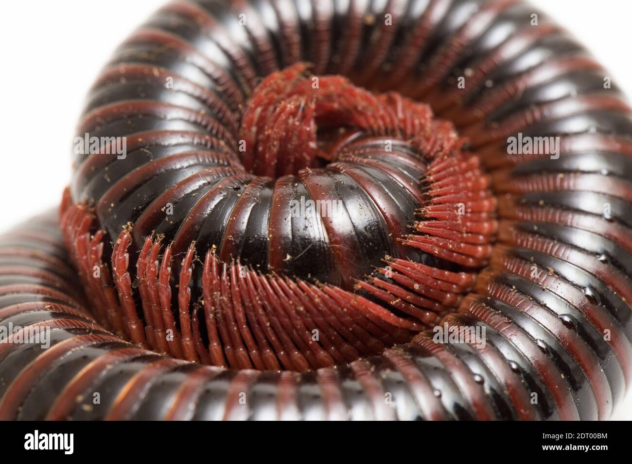 The millipede rolled into a circle isolated on white background Stock ...