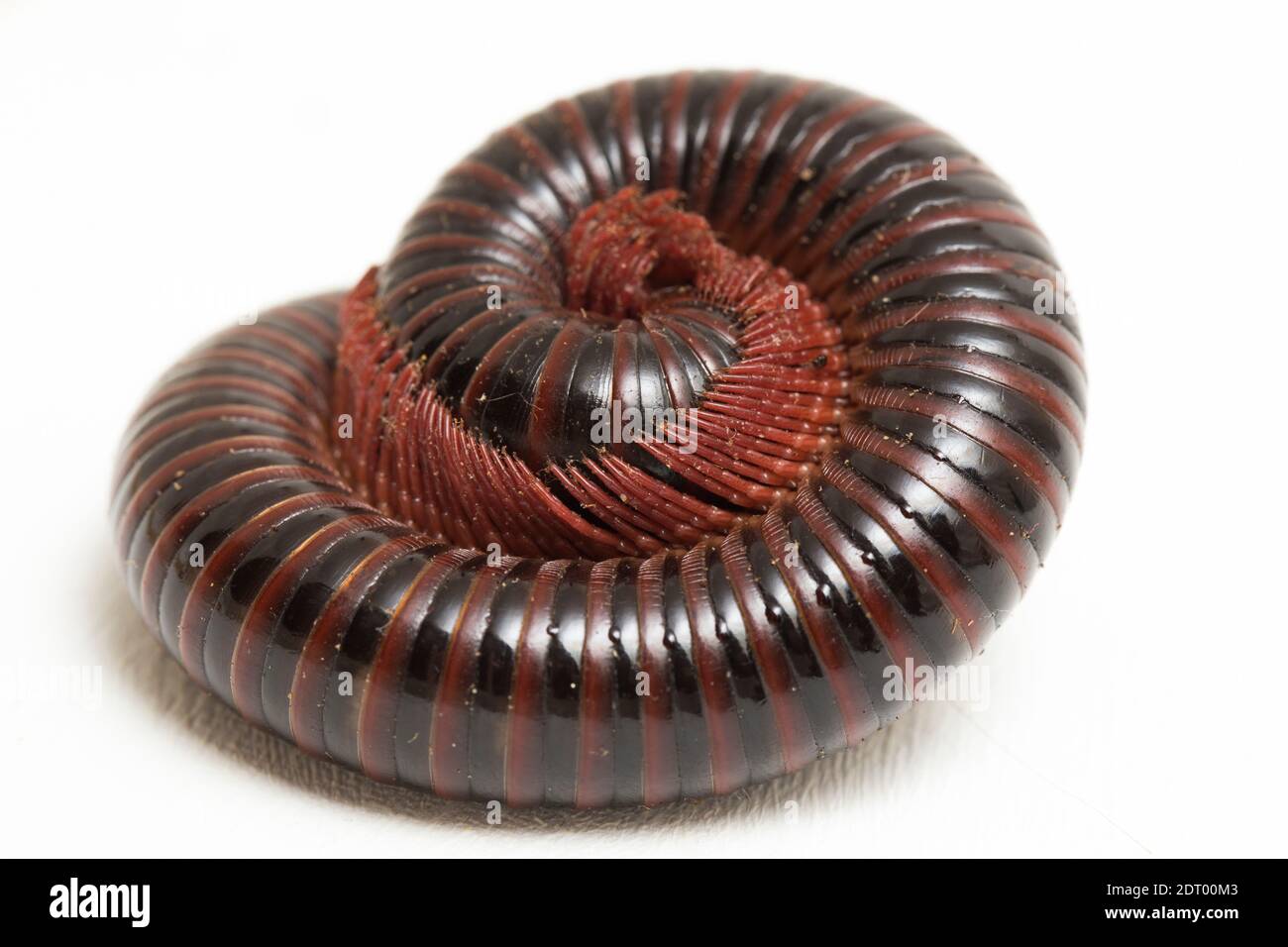 The millipede rolled into a circle isolated on white background Stock ...