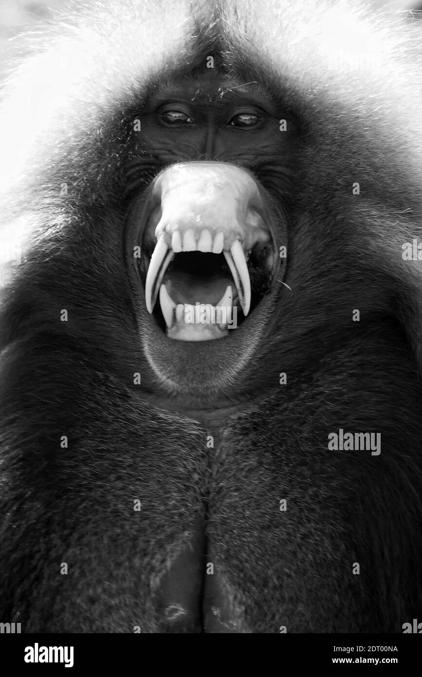 Angry baboon africa Black and White Stock Photos & Images - Alamy