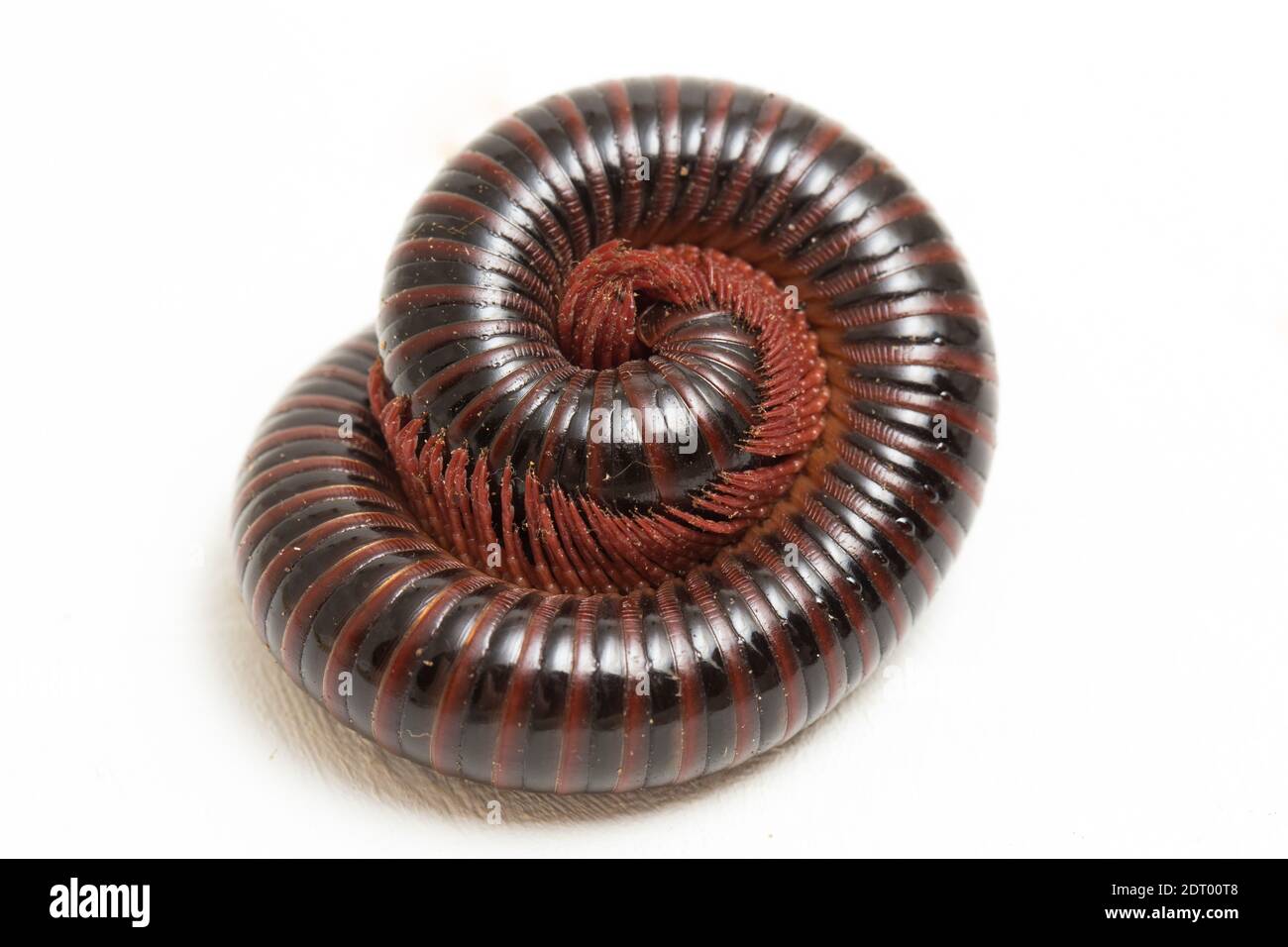 The millipede rolled into a circle isolated on white background Stock ...
