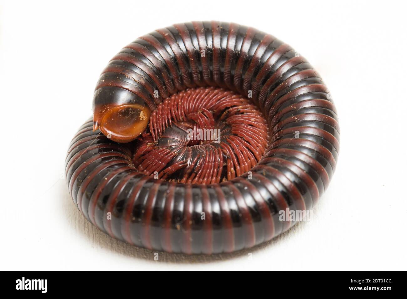 The millipede rolled into a circle isolated on white background Stock ...