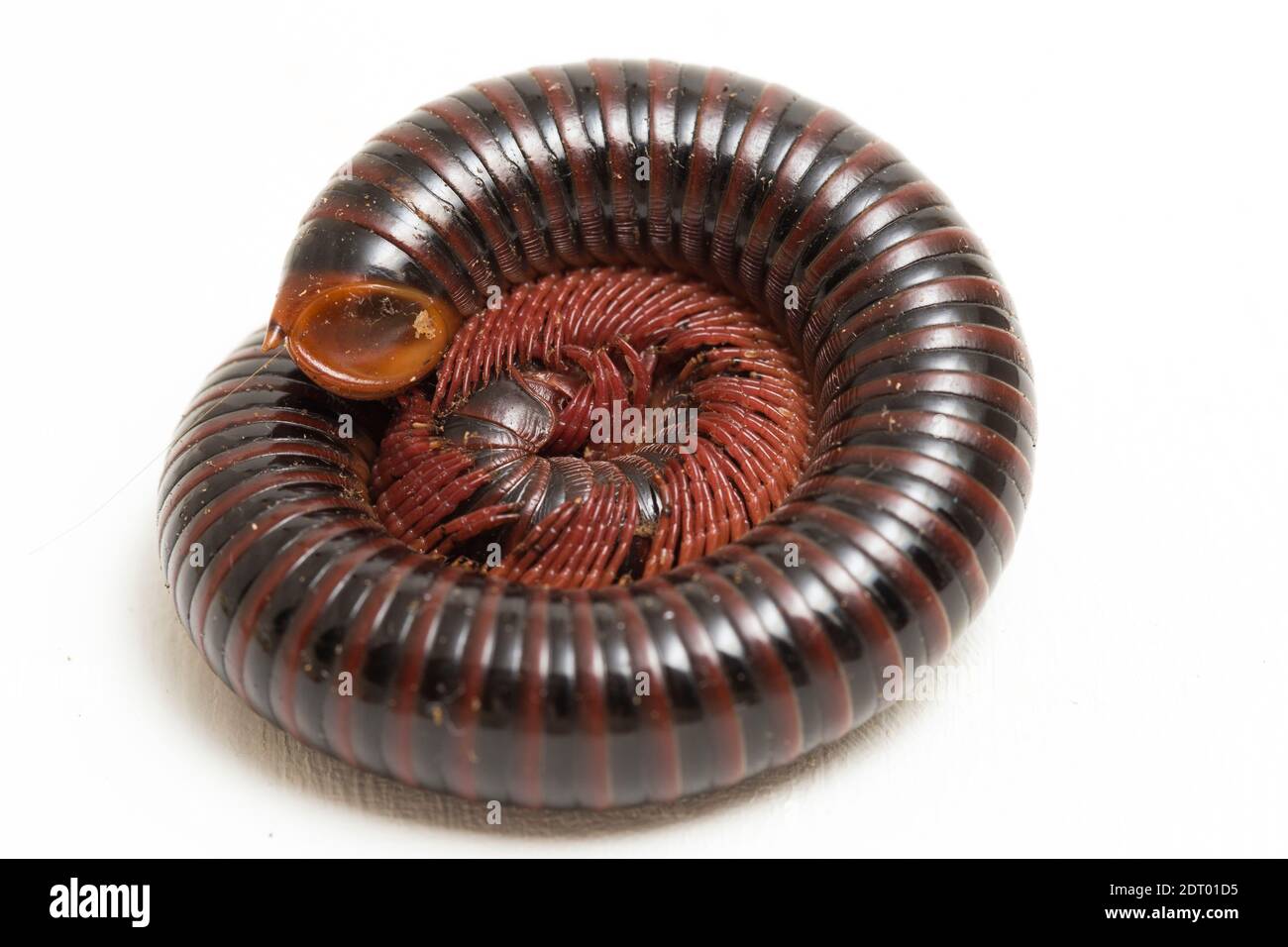 The millipede rolled into a circle isolated on white background Stock ...