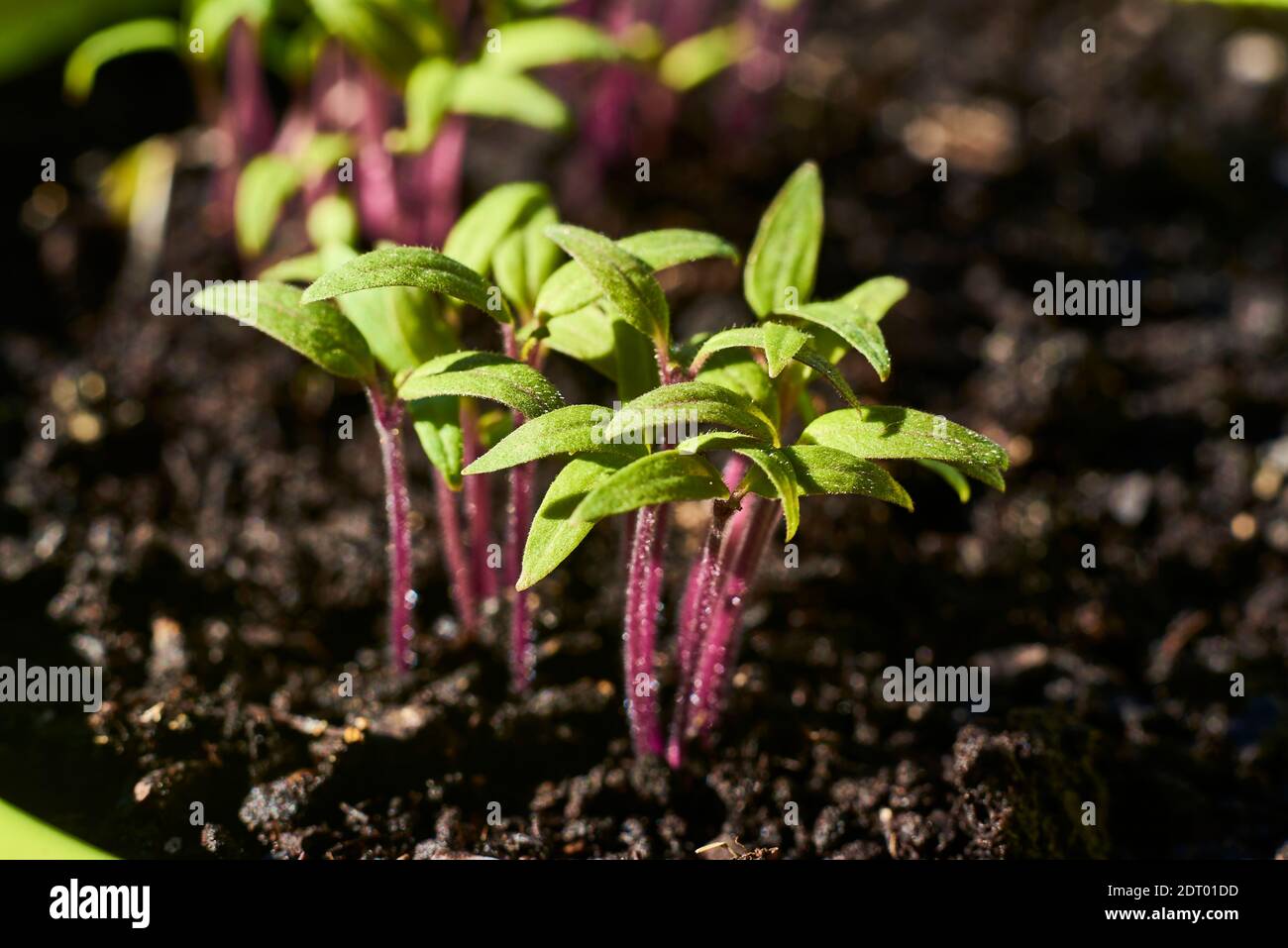 View of young tomato seedbed Stock Photo - Alamy