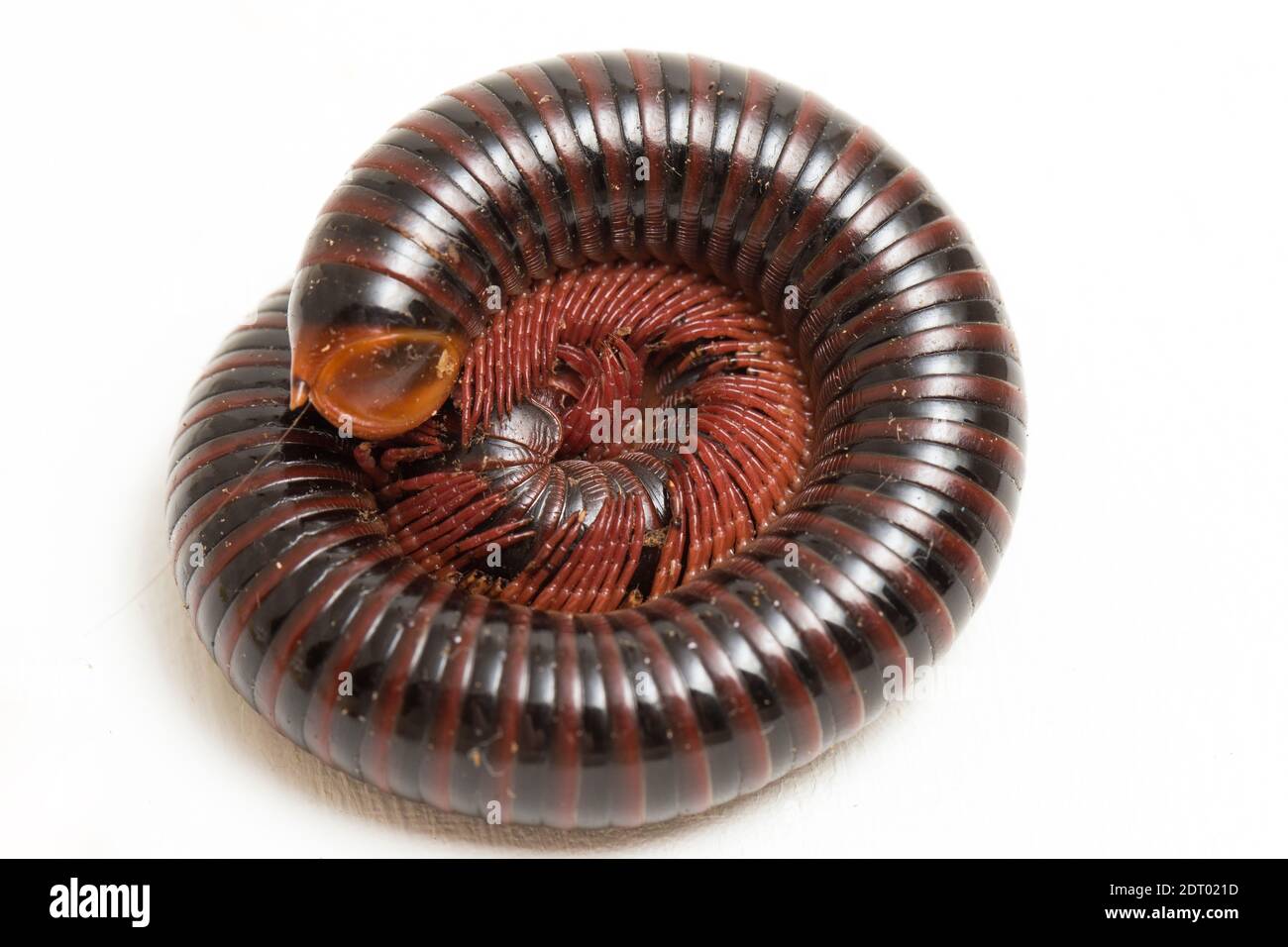 The millipede rolled into a circle isolated on white background Stock ...