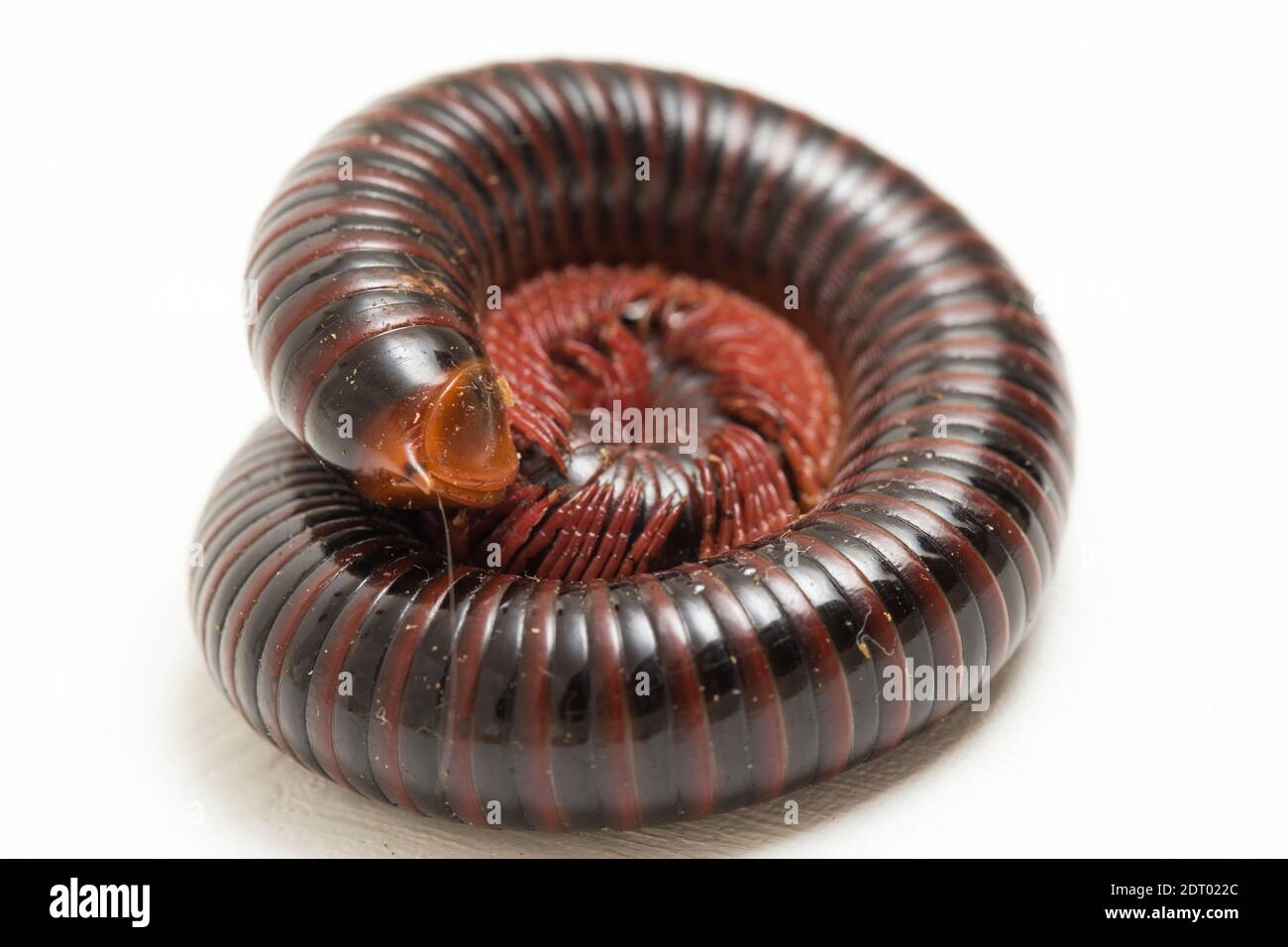 The millipede rolled into a circle isolated on white background Stock ...