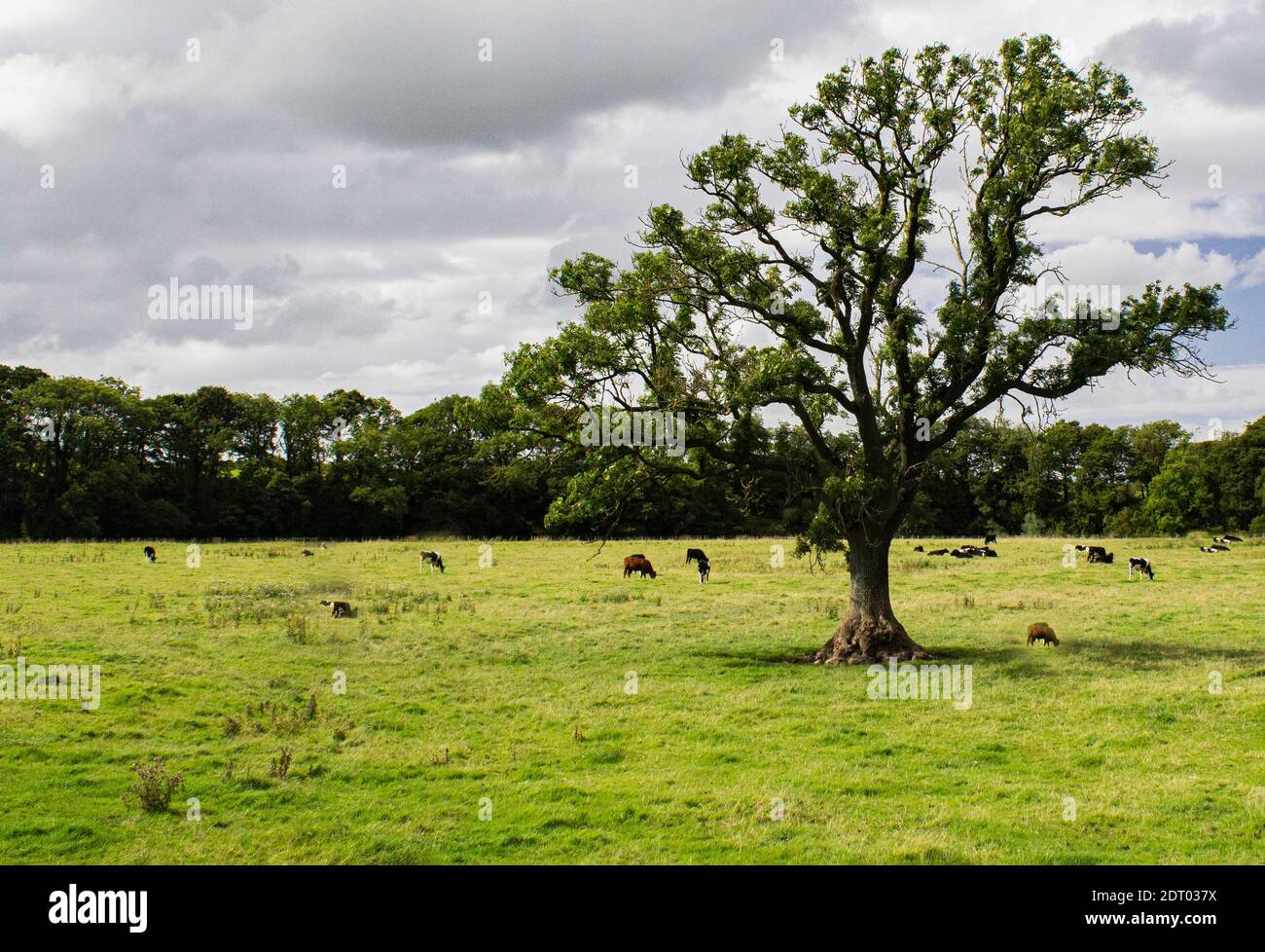 Loan tree and cattle in a field at Scorton, Lancashire Stock Photo - Alamy