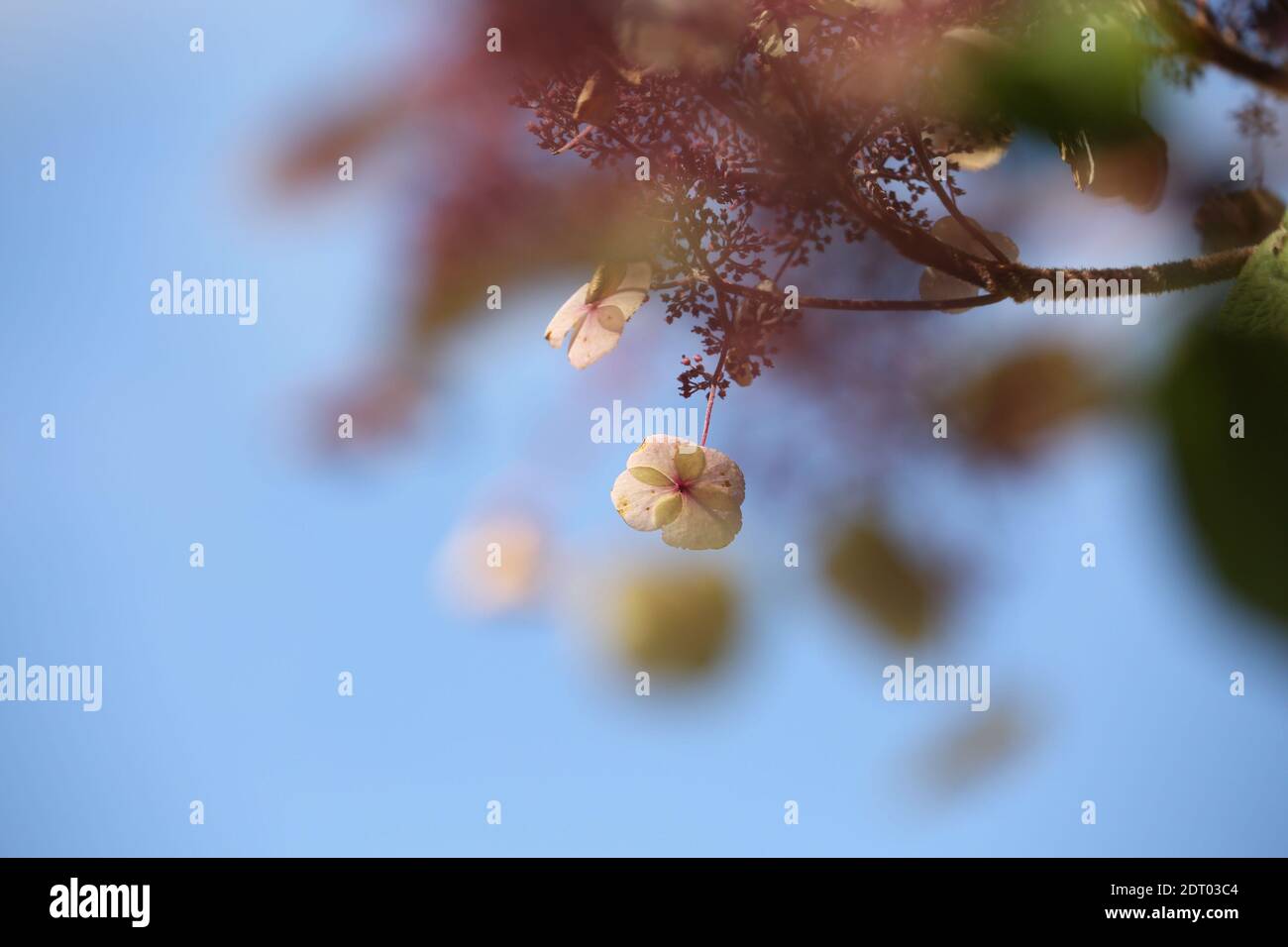 Jauntily hi-res stock photography and images - Alamy