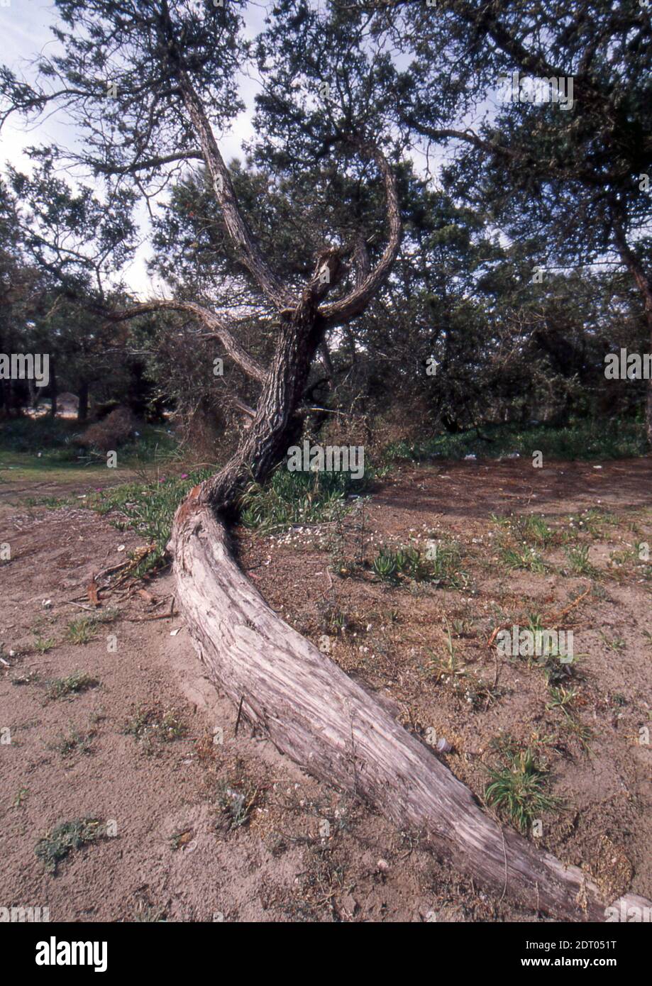 Juniper tree (juniperus phoenicia) in Sardinia countryside, Italy Stock ...