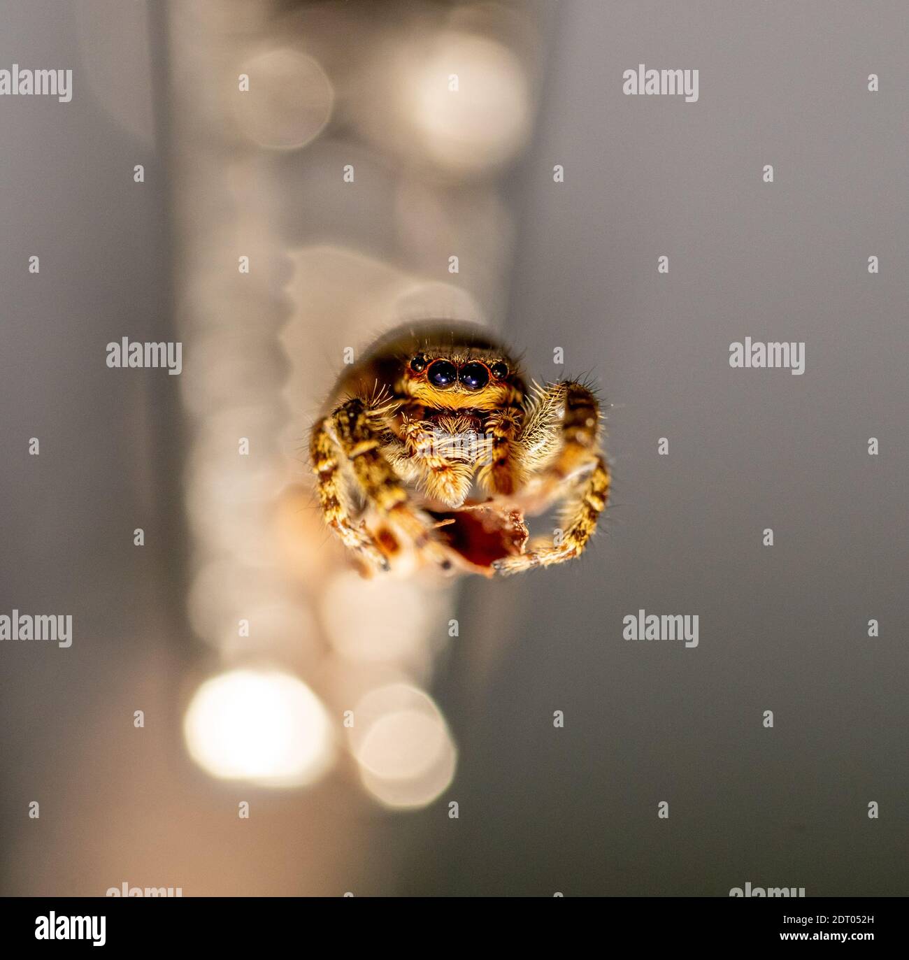 Creepy images hi-res stock photography and images - Alamy