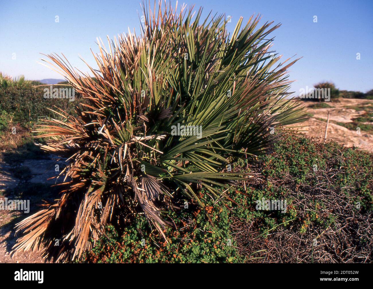 Dwark palm (chamaerops humilis), typical of mediterranean area (scanned ...