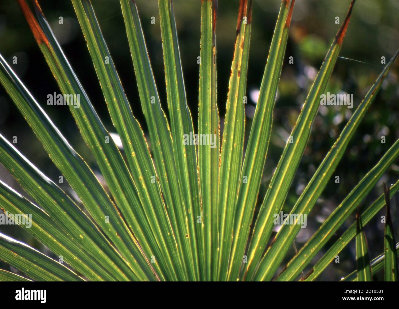 Dwark palm (chamaerops humilis), typical of mediterranean area (scanned ...
