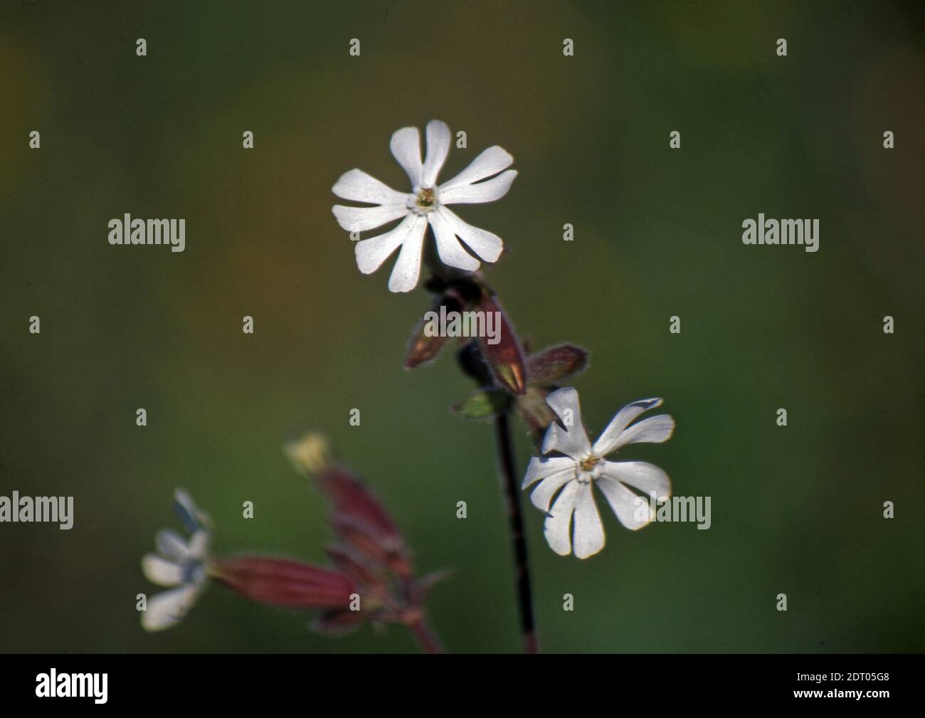 Silene alba in nature close-up (scanned from Fujichrome Provia Stock ...