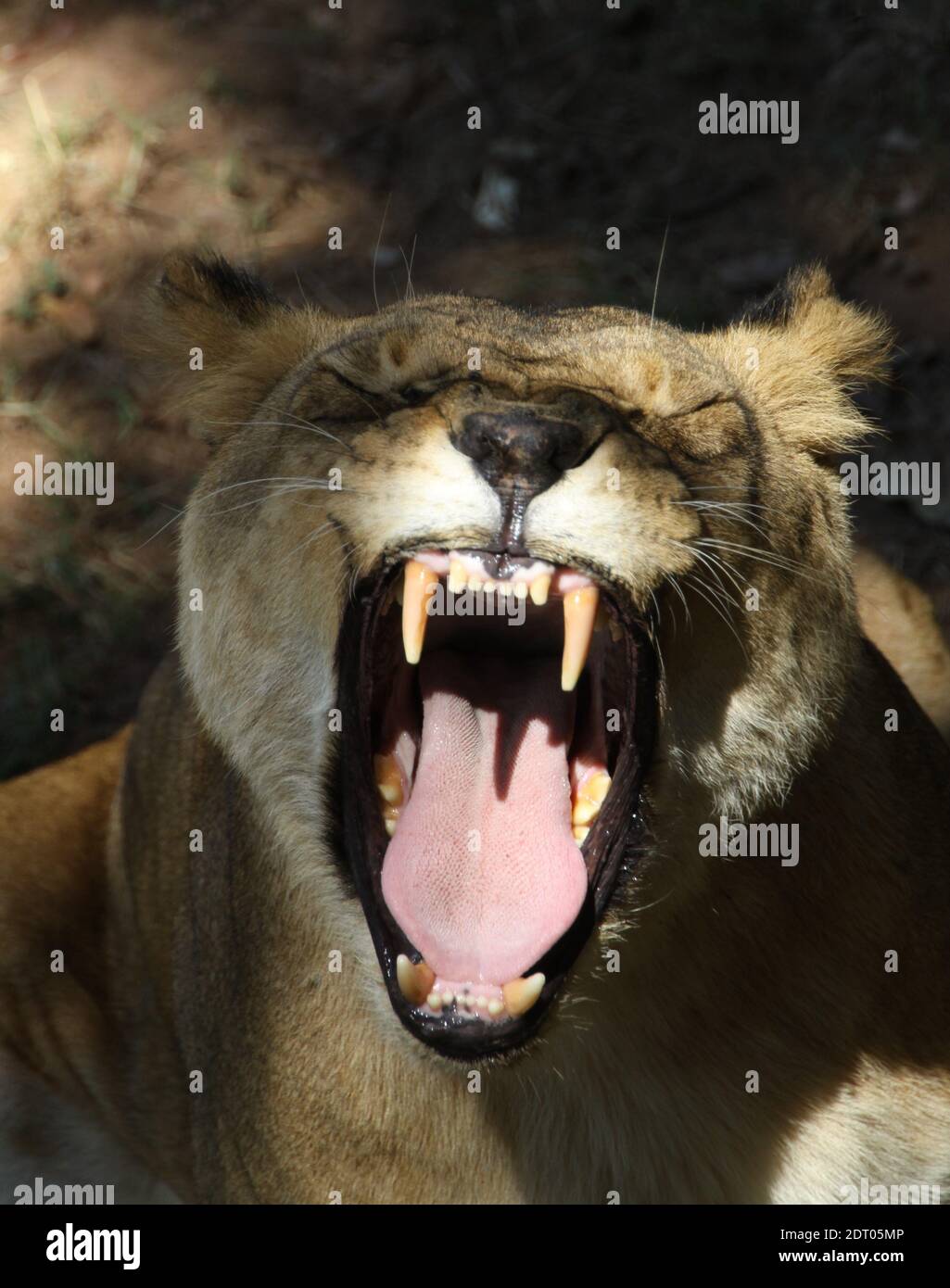 Lioness Showing Teeth High Resolution Stock Photography and Images - Alamy