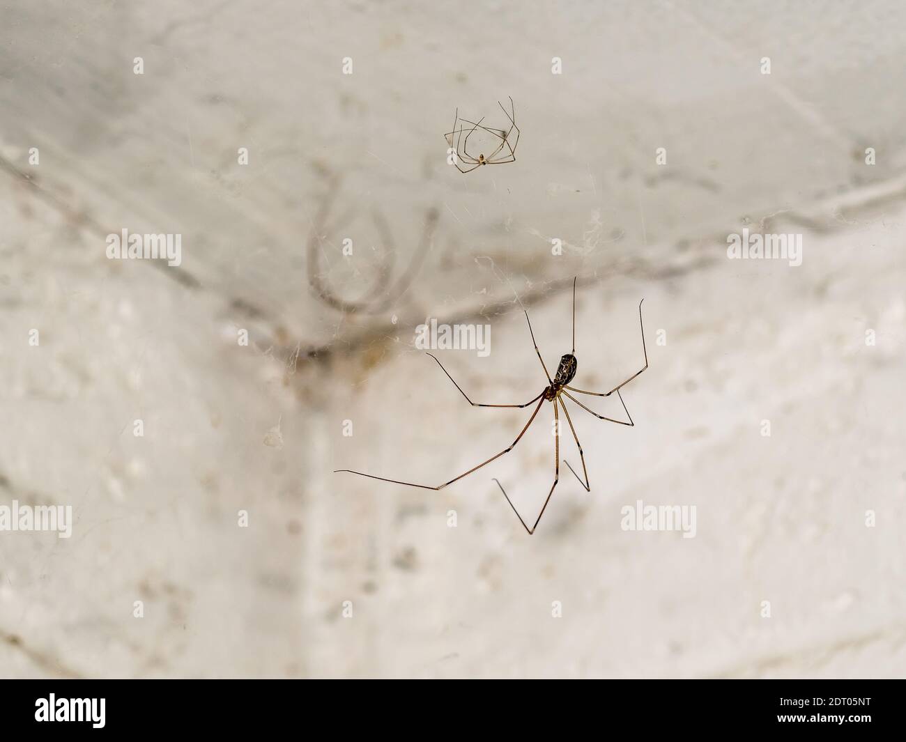 Long leg spider web hi-res stock photography and images - Alamy