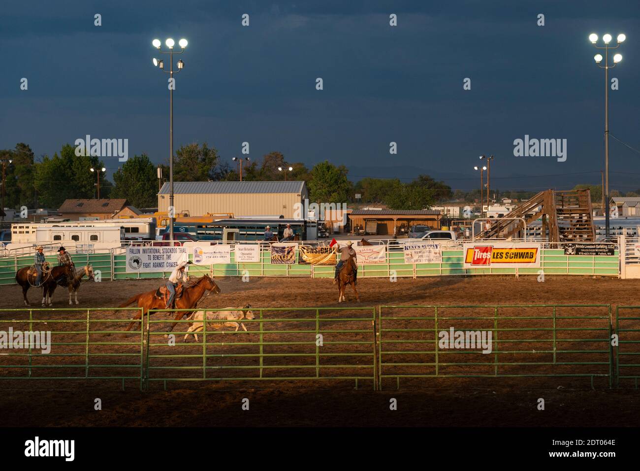 Fallon, Nevada - August 3, 2014: A cowboy on horseback roping a calf in ...