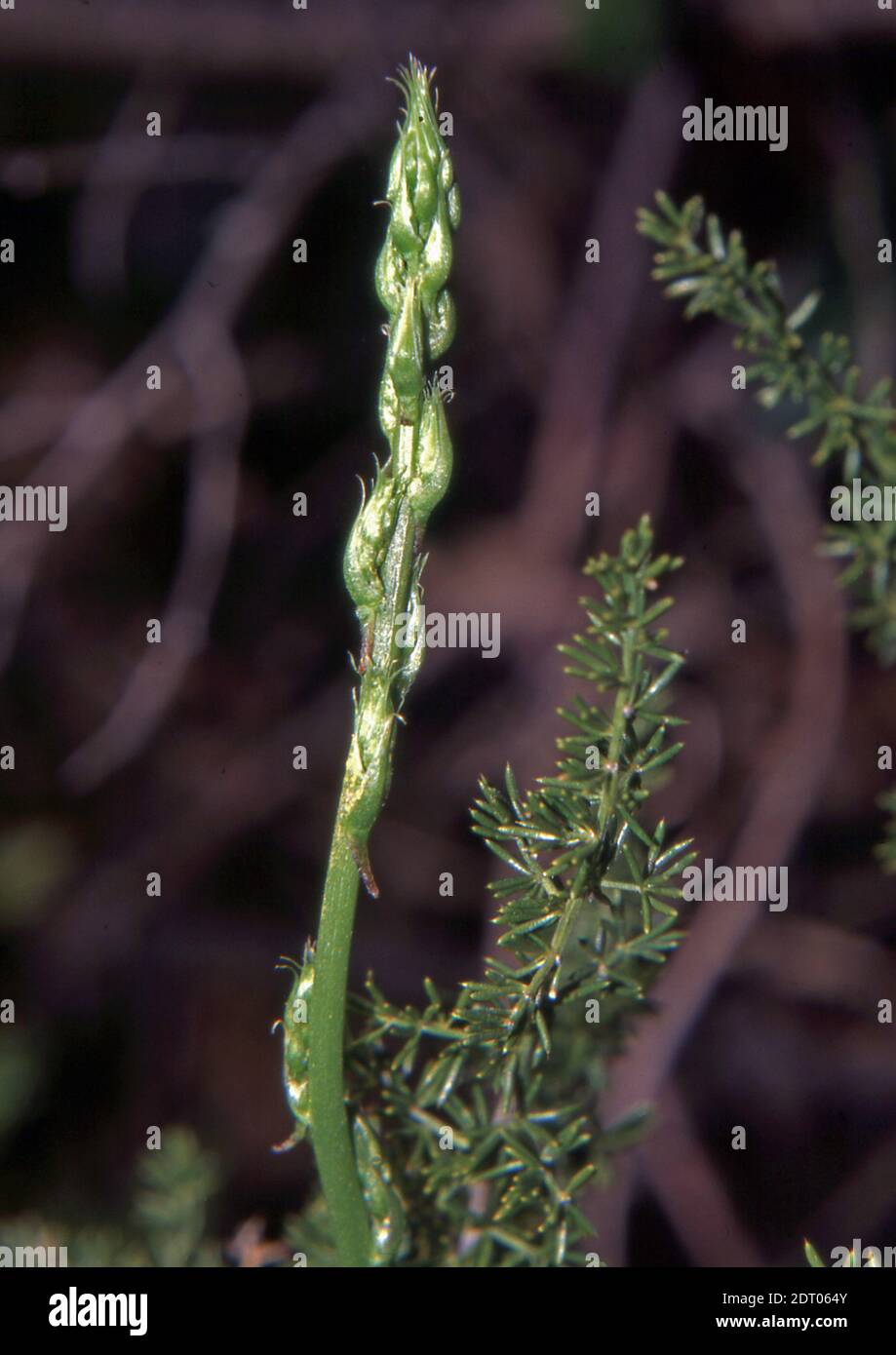 Wild asparagus (asparagus officinalis) in nature close-up (scanned from ...