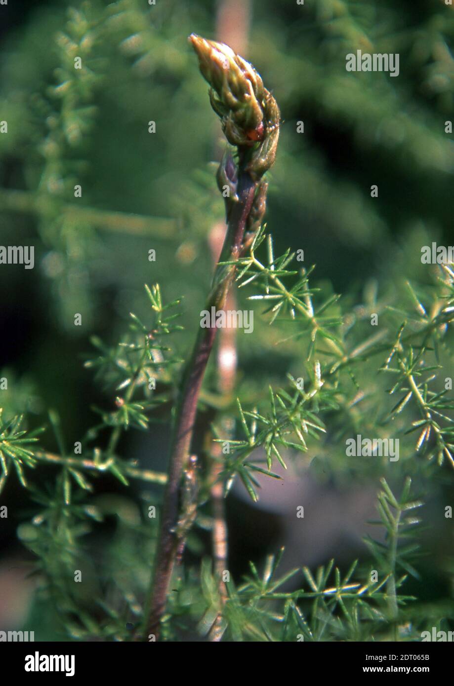 Wild asparagus (asparagus officinalis) in nature close-up (scanned from ...