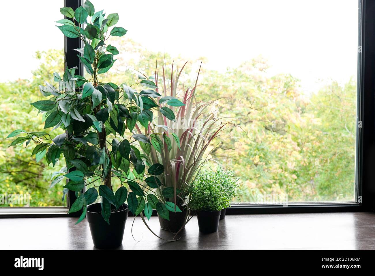 Staying plants hi-res stock photography and images - Alamy