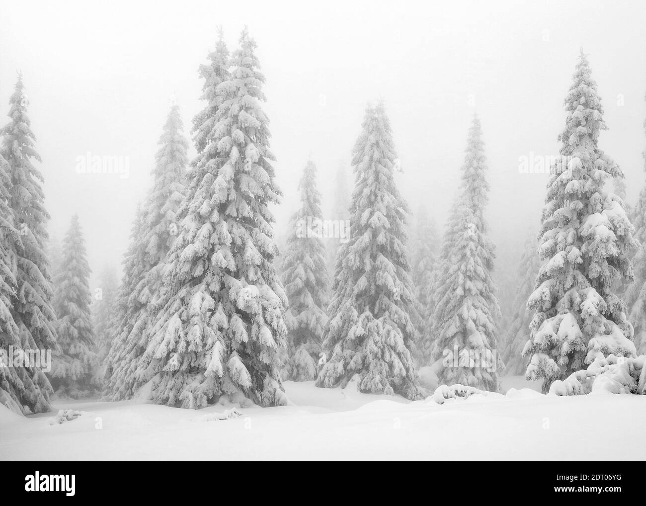 Eastern white pine trees Black and White Stock Photos & Images - Alamy