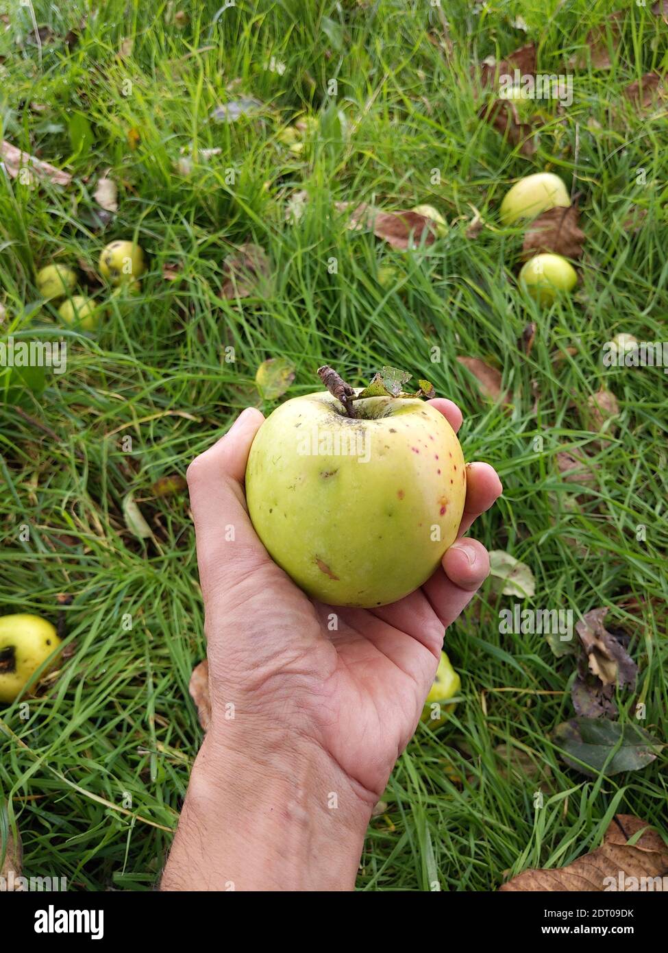 hand holing an apple in orchard harvest abundance concept Stock Photo ...