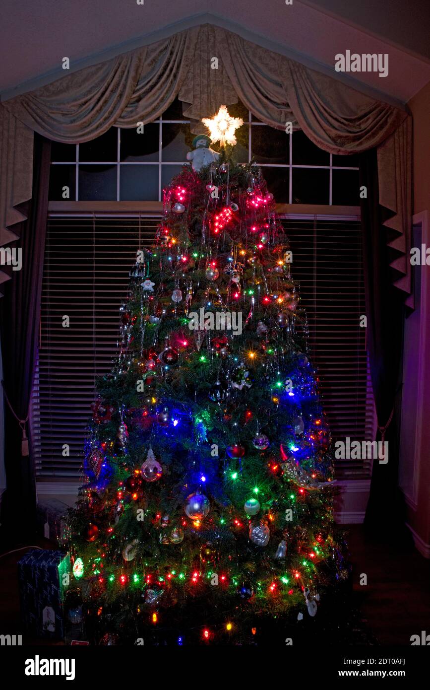 When To Buy A Live Christmas Tree