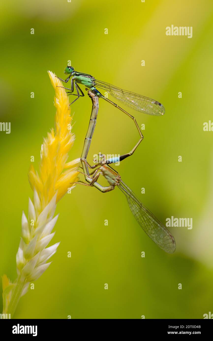 Mosquito flower pollination hi-res stock photography and images - Alamy