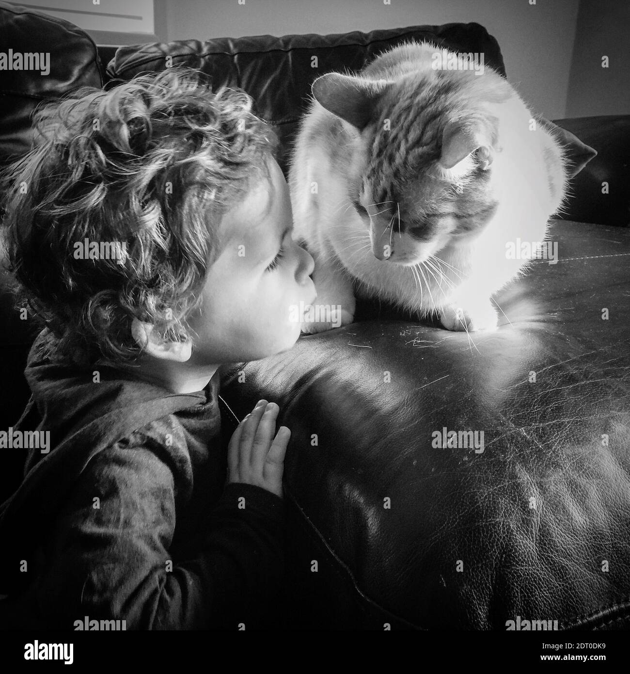 Cute Boy Looking At Cat In Home Stock Photo - Alamy