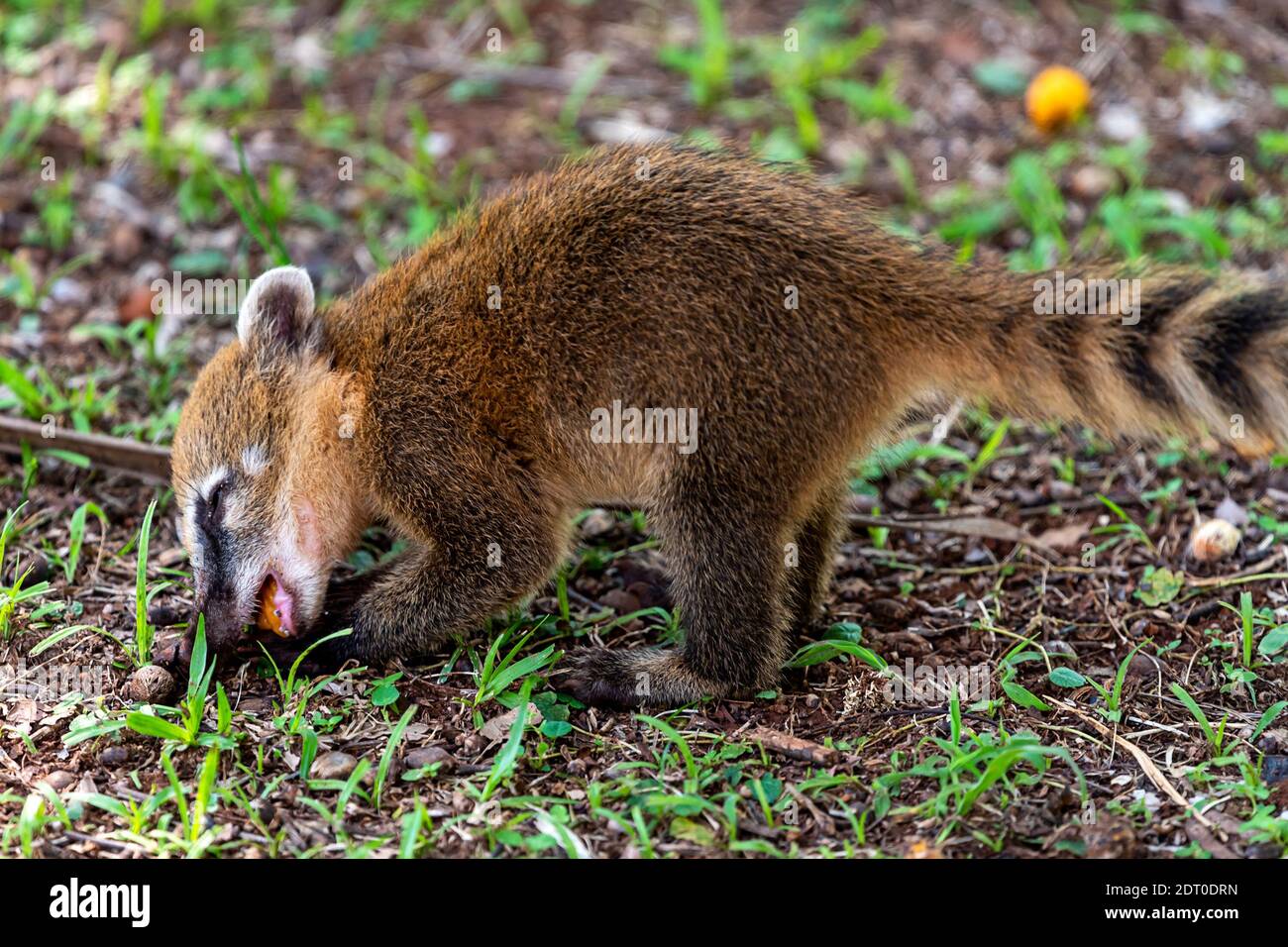 Ring Tailed Coati