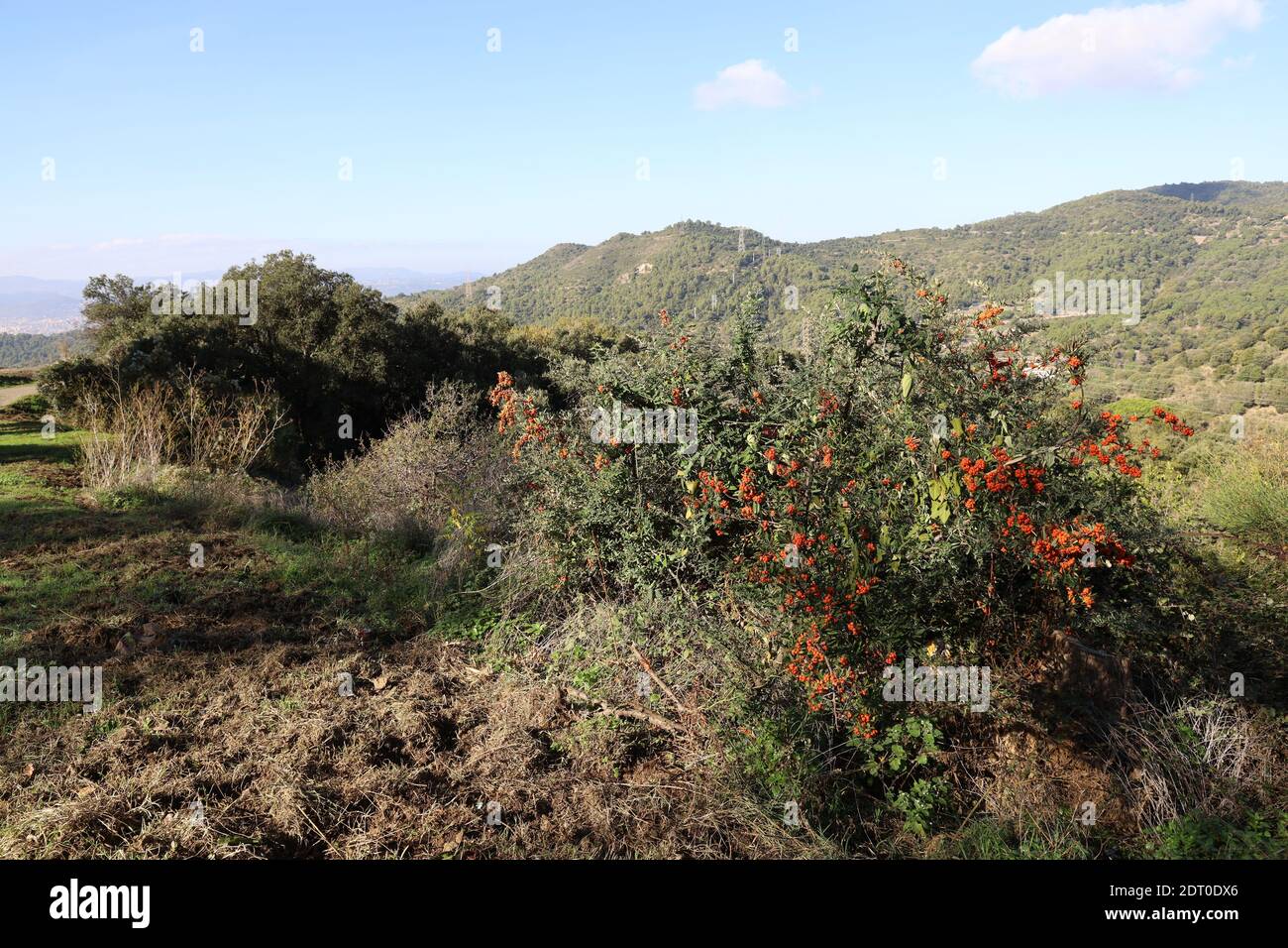 A dry landscape with pyracantha branches in autumn Stock Photo - Alamy